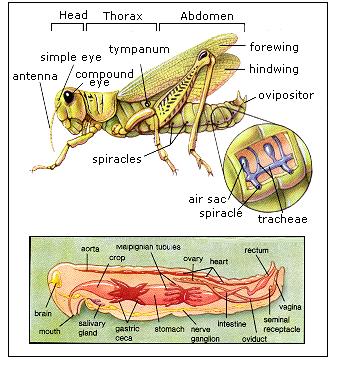 Grasshopper Dissection Lab Companion